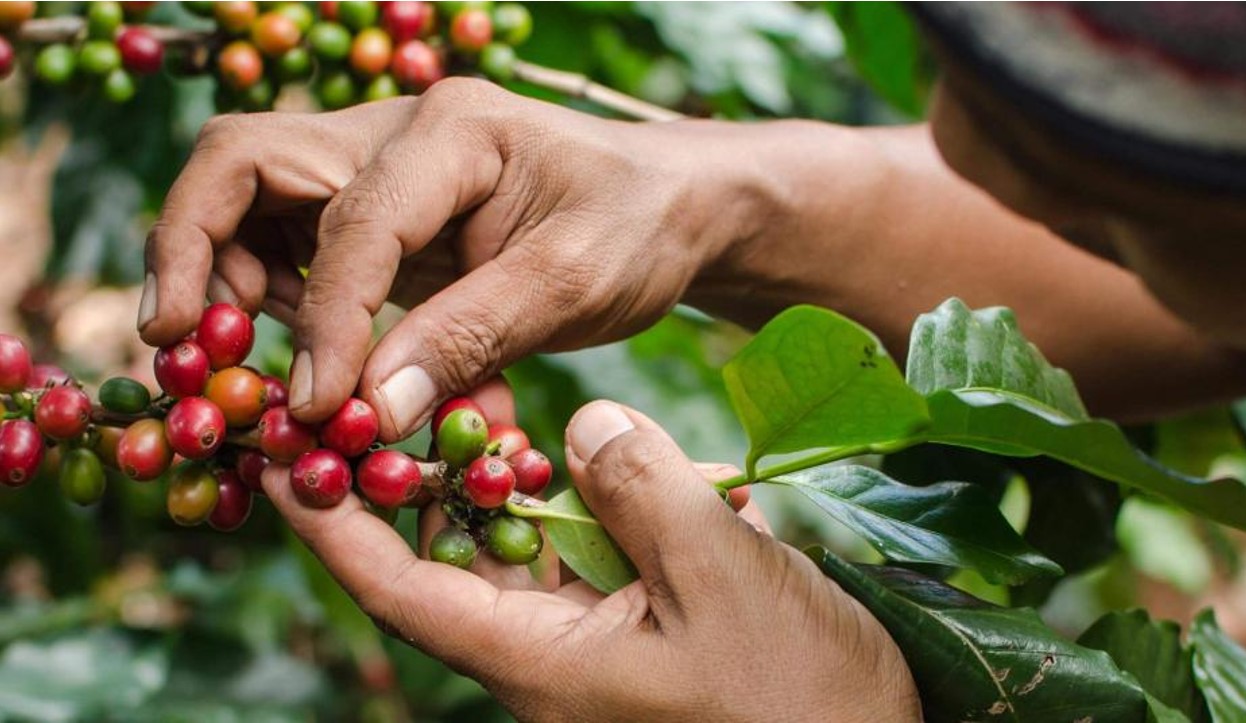 Climate Neutral Group joins The Sustainable Coffee Challenge - Duurzaam ...