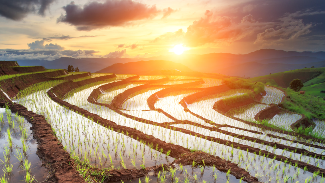 WBCSD and Sustainable Rice Platform to advance sustainable rice ...