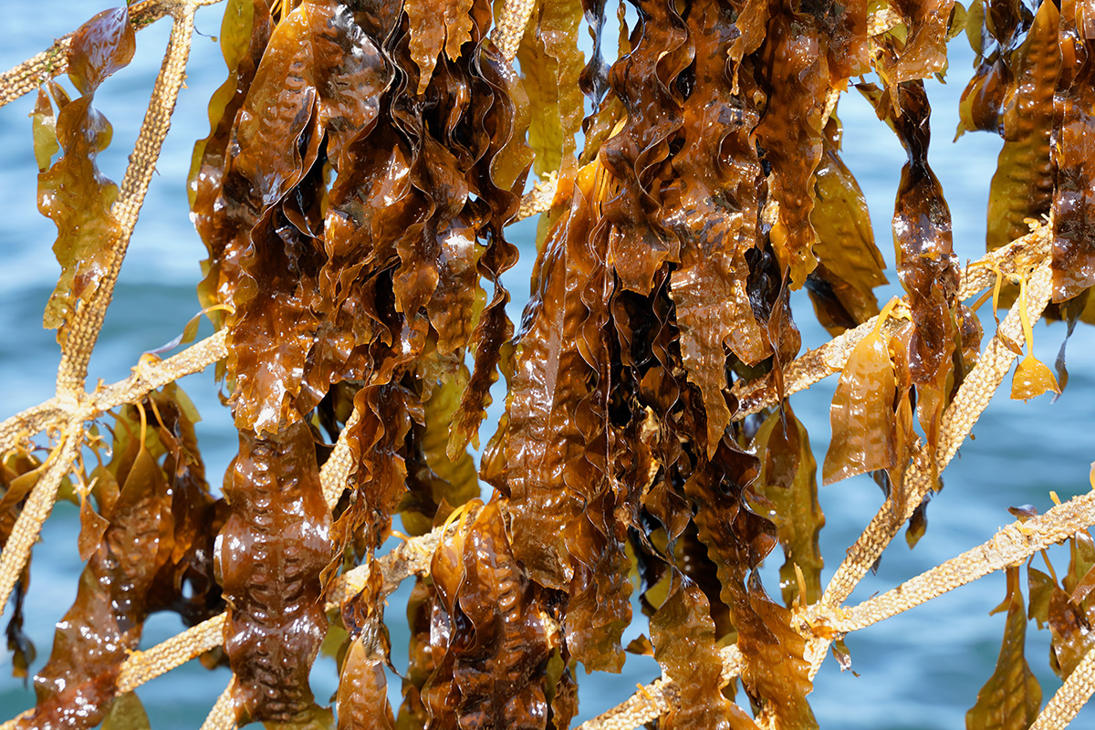 Zeewier in elk huishouden met de Seaweed Innovation Challenge ...