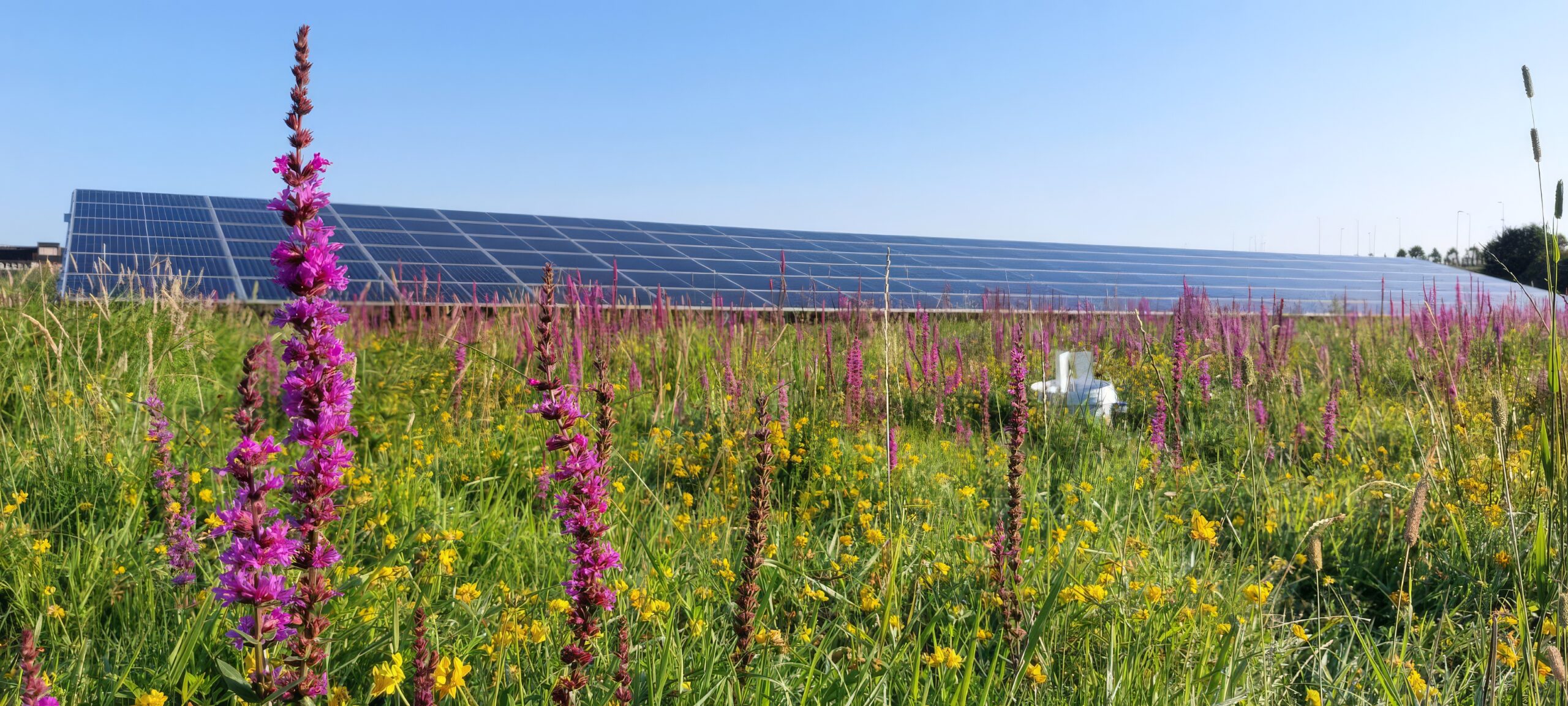 Nieuw EcoCertified Solar Parks-label: zonneparken die energie én natuur opleveren - Duurzaam ...