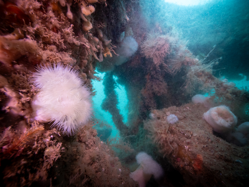 Reef cube® showing growth and inner habitable space - Duurzaam Ondernemen